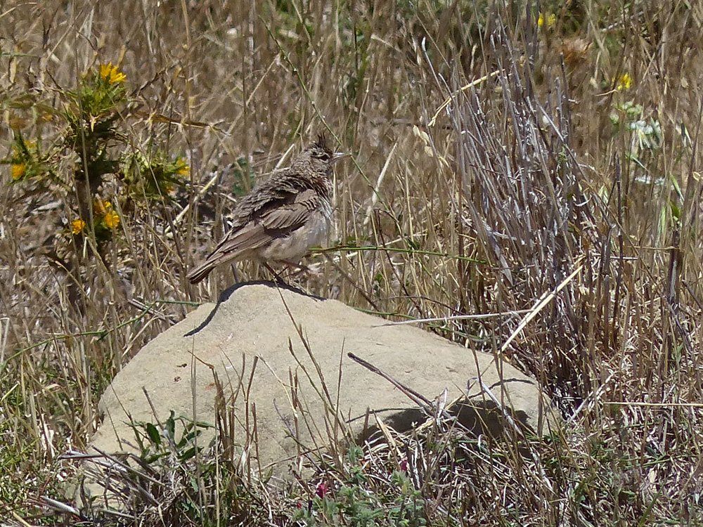 Feathers Birding Blog: Bird watching in Kos, Greece