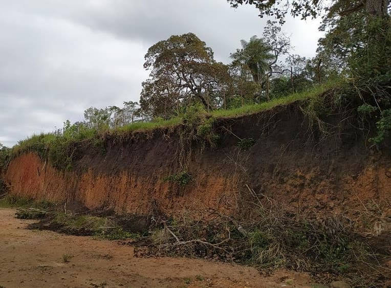 Onde as Plantas Crescem - Argissolos
