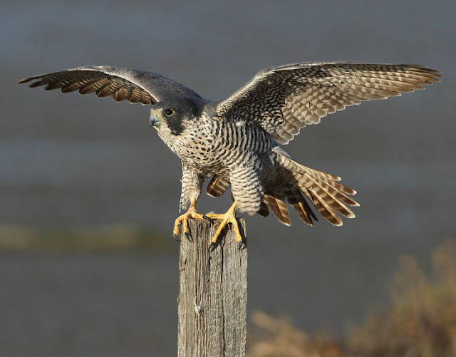 Peregrine Falcon | The Biggest Animals Kingdom