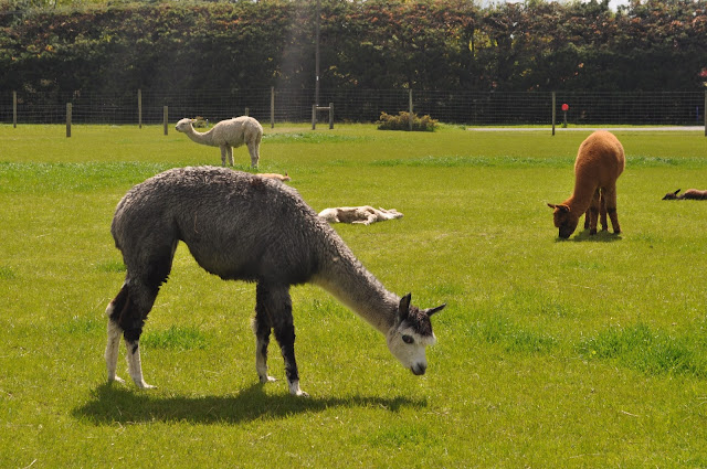 Dutchcorner: Visit to an Alpaca farm near Christchurch