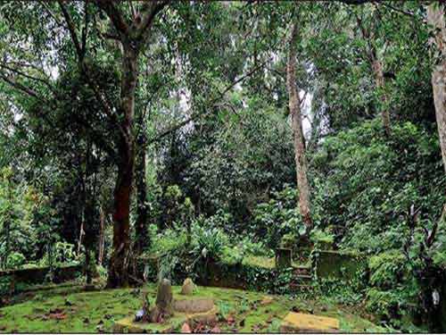 Why There Are Numerous Snake Groves Or Sarpa Kavu In Kerala? | Hindu Blog