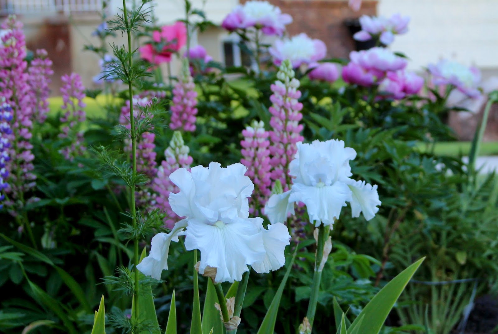 World of Irises: "Talking Irises" TALL BEARDED IRISES IN YOUR LANDSCAPE ...