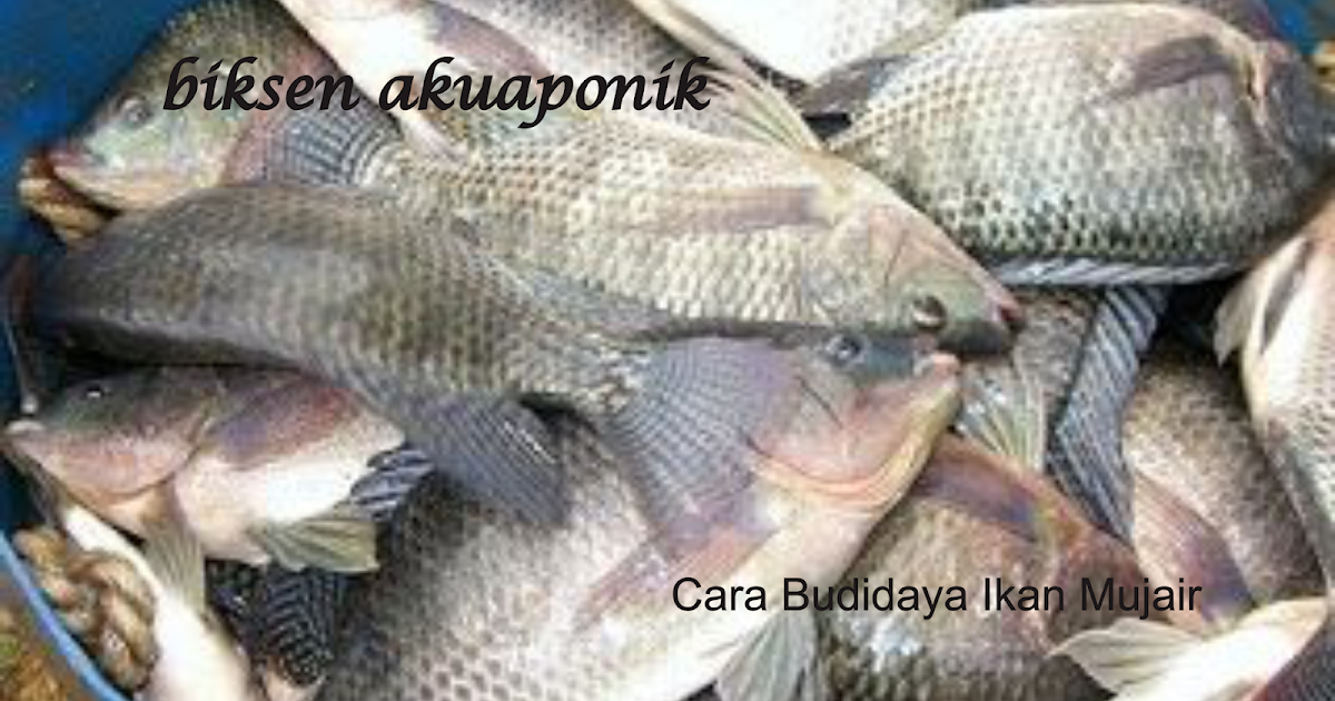 biksen akuaponik: Cara Budidaya Ikan Mujair ( Tilapia mossambica )