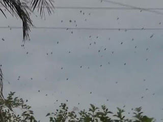 Drunk Dino: It's Raining Spiders In Brazil - Video
