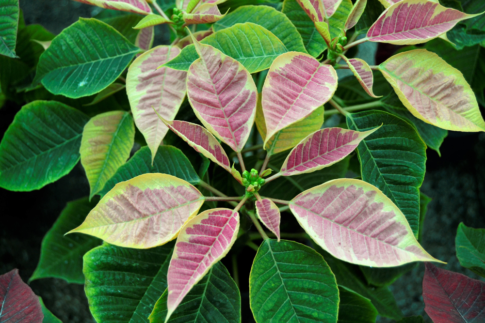 CÓMO ELEGIR UNA PONSETIA - CONSEJOS PARA CUIDARLA | Prueba