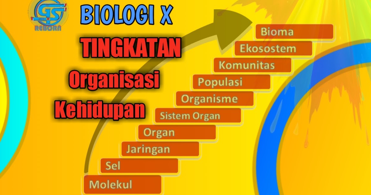 tingkatan tingkatan organisasi makhluk hidup - Warren Oliver