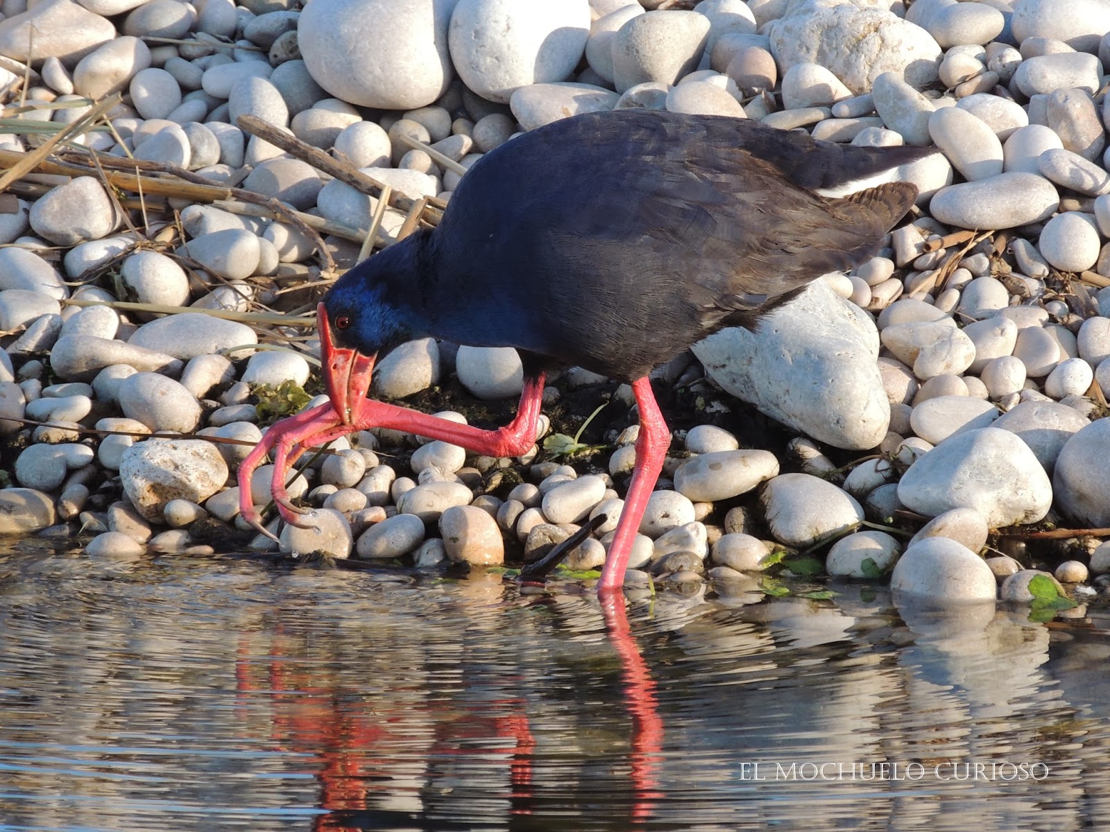 EL MOCHUELO CURIOSO: CALAMON COMUN un rálido de aspecto prehistórico.
