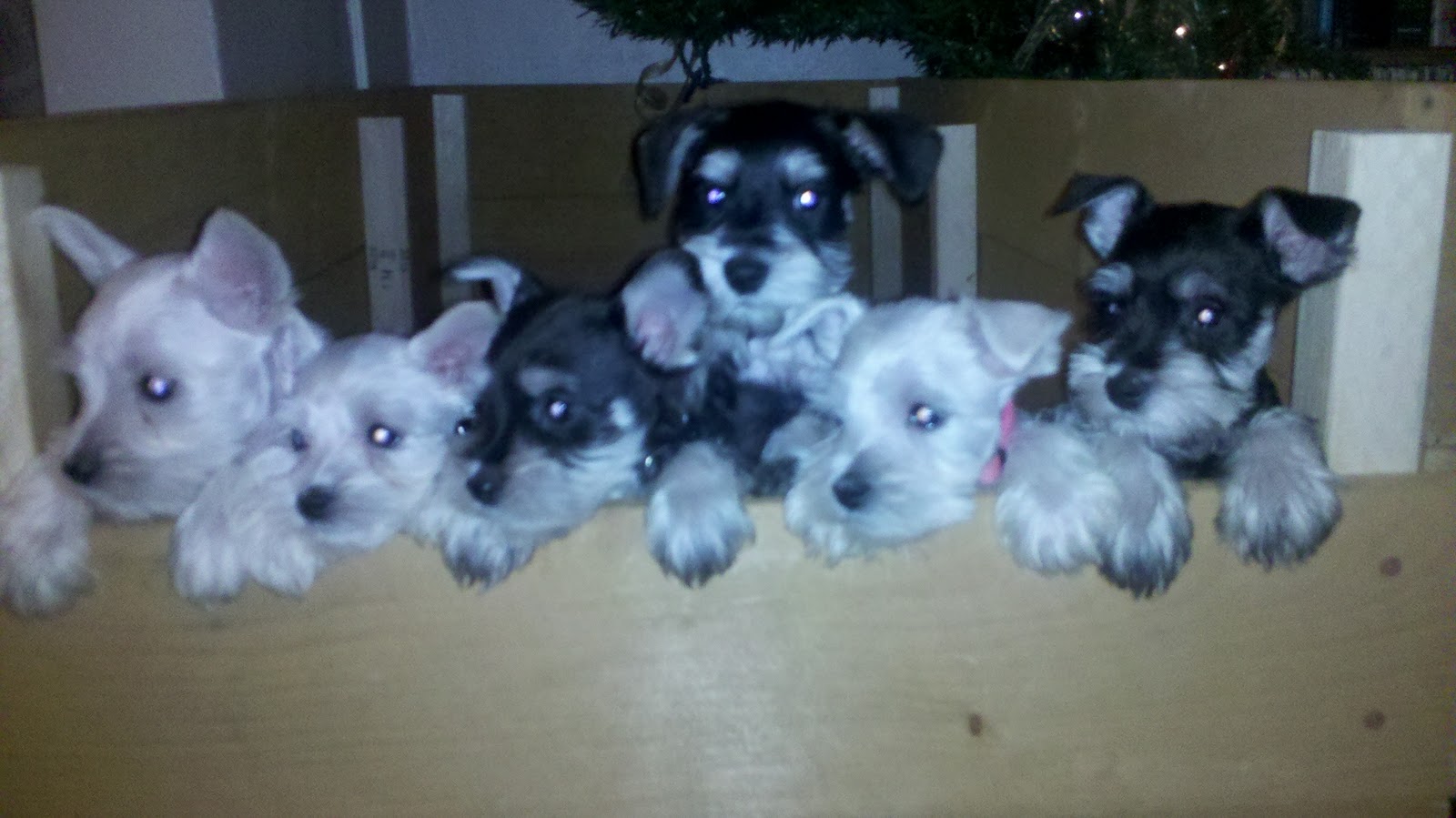 Schnauzer Paradise: Gallery