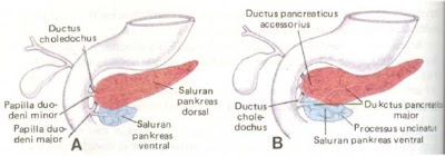 coretan intan: Sistem Hepatopankreatobilier
