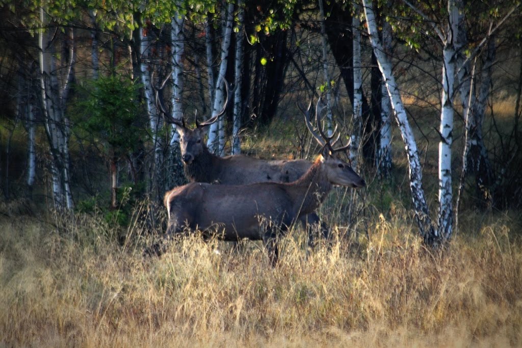 béel photo: Szarvasbőgés
