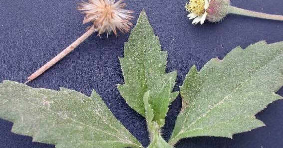 Herbal Plants- Ayurvedic Plants ( Aloe Vera/ Ghamra / Moringa oliefera ...