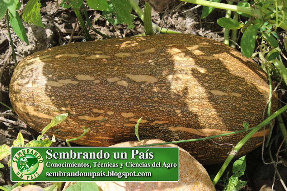 Manual Agronómico: Cultivo de Calabaza, Auyama o Zapallo (Agricultura)
