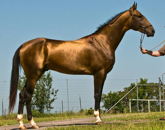 Horse Life and Love: The Akhal-Teké