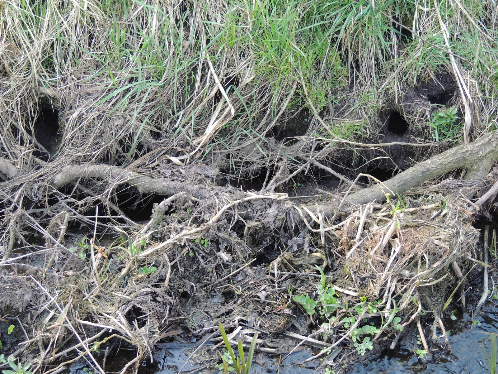 About a Brook: Burrows: Now With Voles
