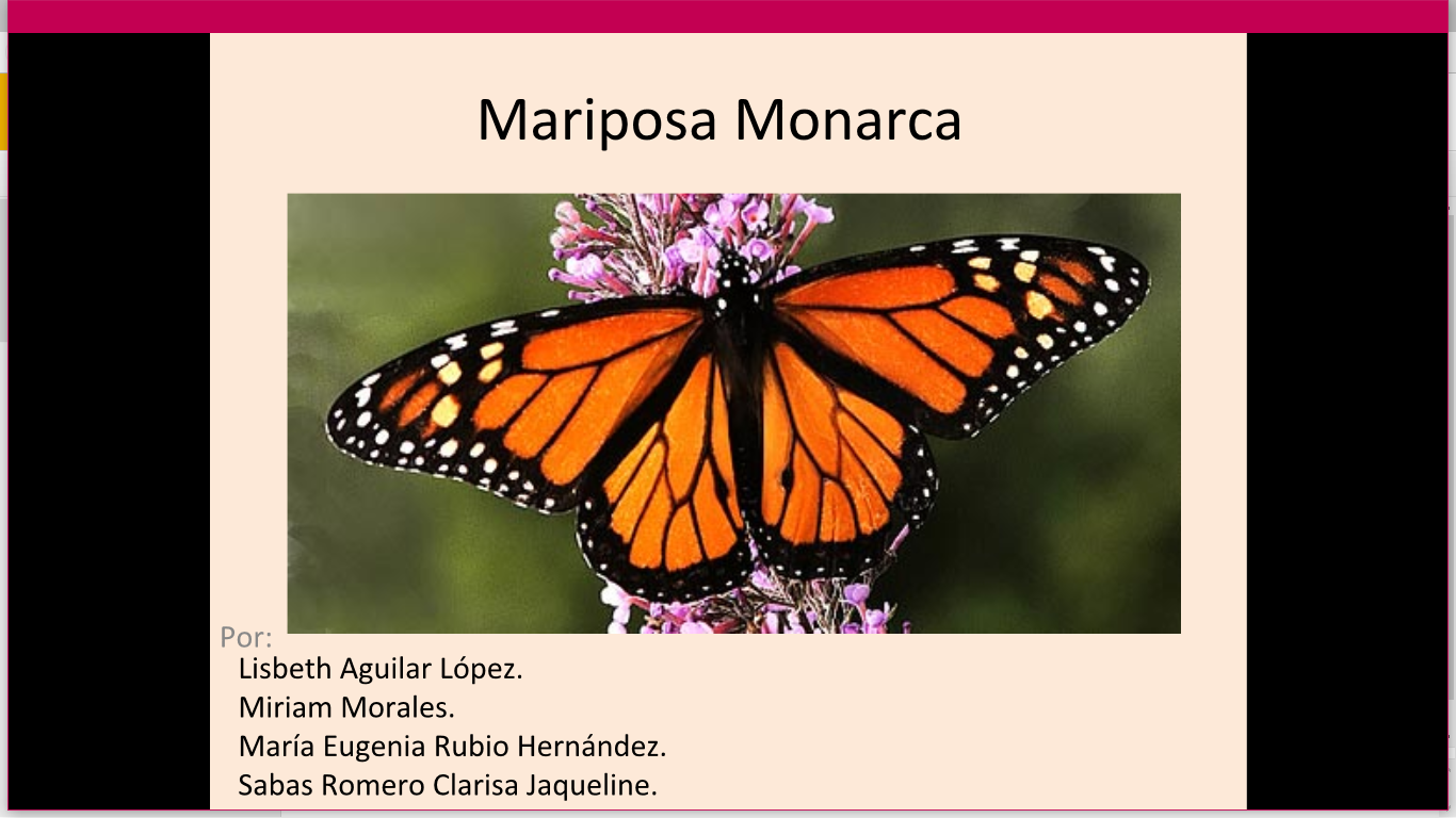 Maria Rubio_G:618_Biologia IV.: PRÁCTICA DE LA MARIPOSA MONARCA