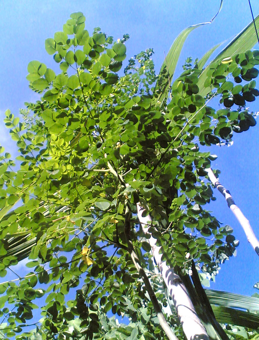 Living with Nature - School on Blog by Dr. Abercio V. Rotor: Malunggay ...