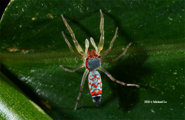 The rainforests of Borneo & Southeast Asia: Spectacular Iridescent ...