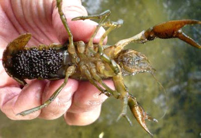 Marmorkrebs, Mutan Air yang Beranak Tanpa Kawin | RE Tawon