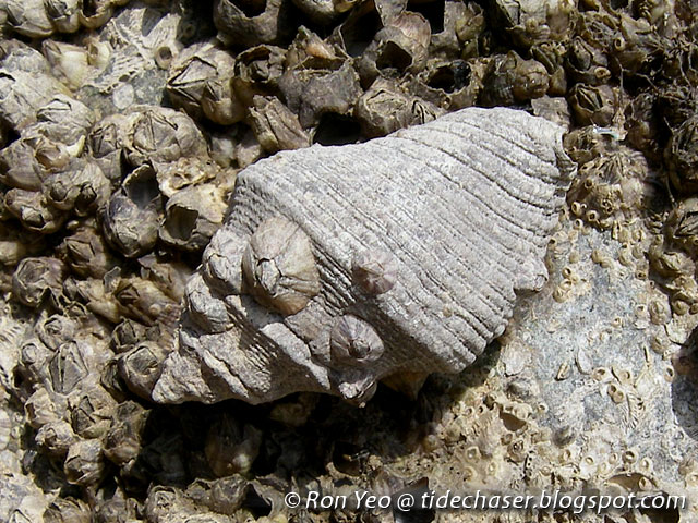 tHE tiDE cHAsER: Murexes, Rock Shells & Drills (Phylum Mollusca: Family ...