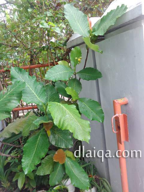 d'Laiqa Arena: Simpur Air (Simpor Bini)