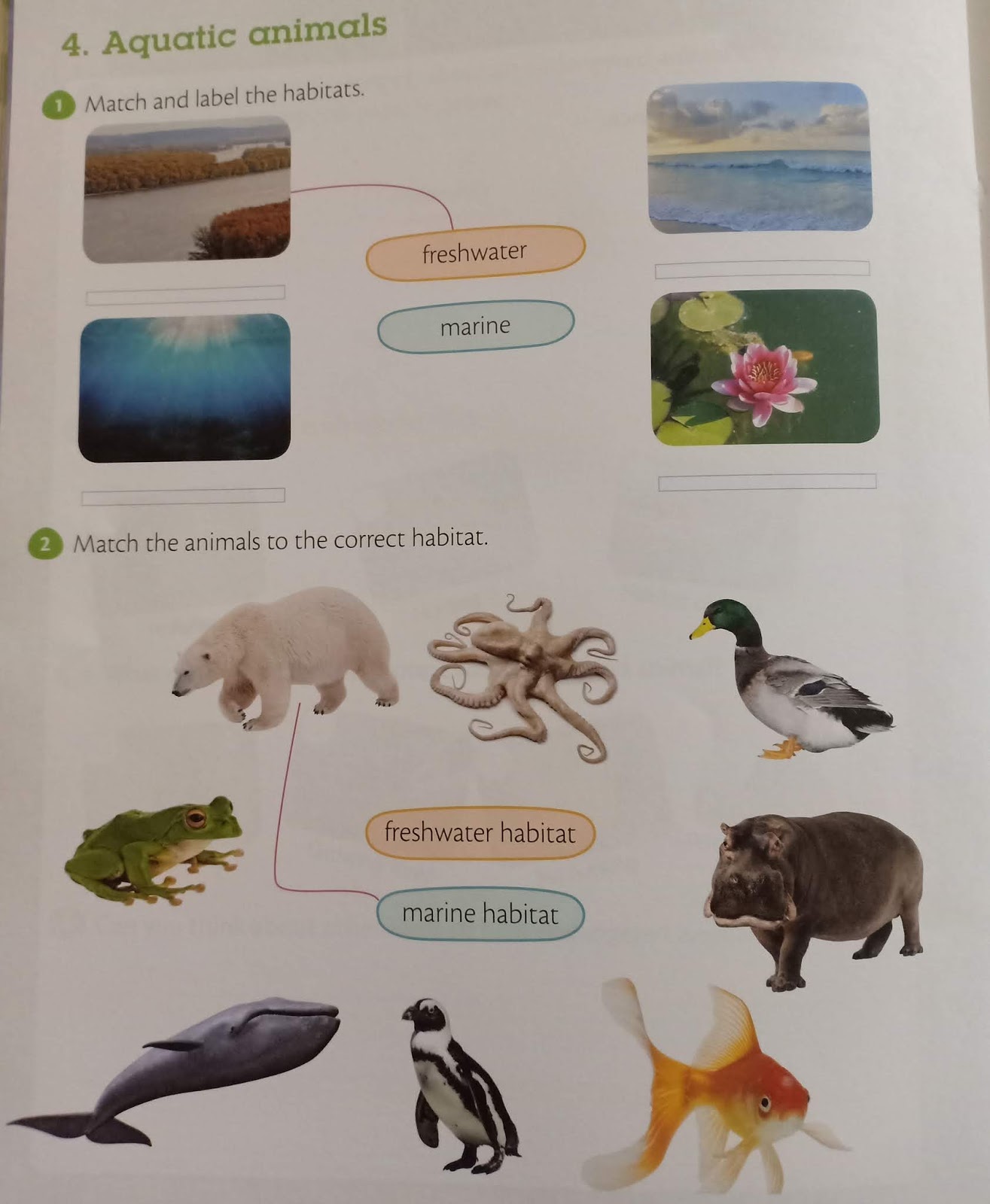 SECOND GRADE: ANIMALS