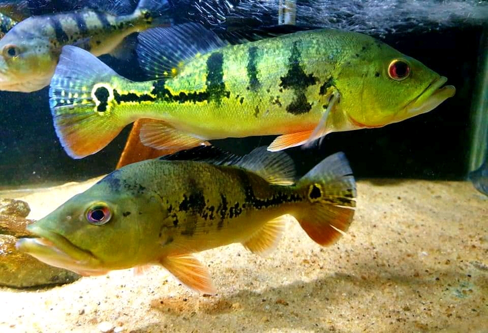 How To Keep Peacock Bass(pbass care guide)