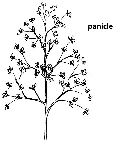 Plant Materials & Usage: Panicle