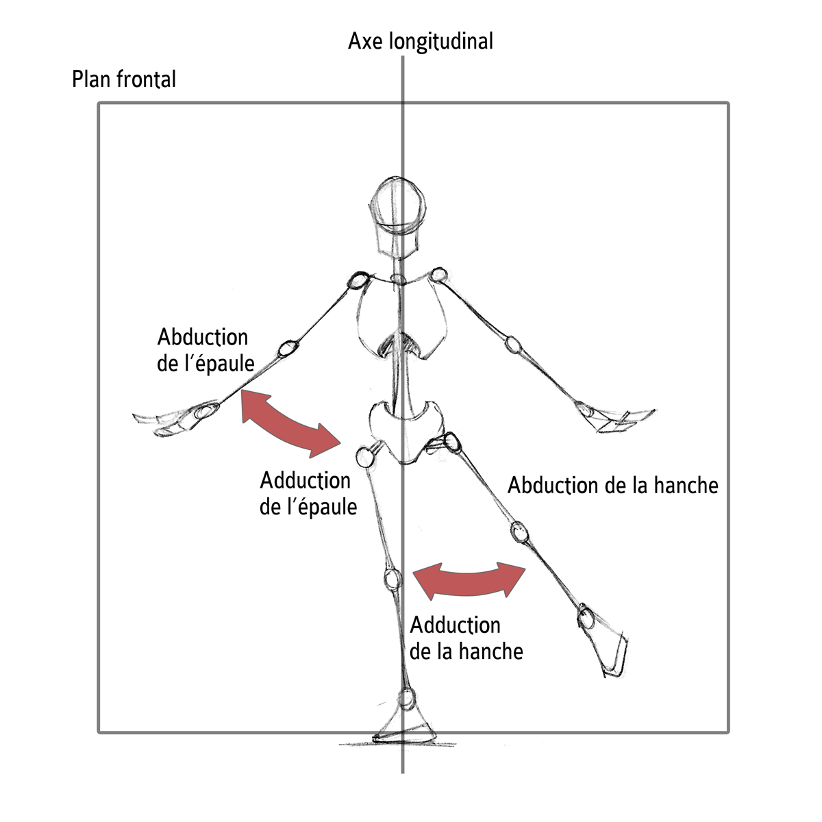 Anatomie du système locomoteur (arthrologie) | Récap' IDE