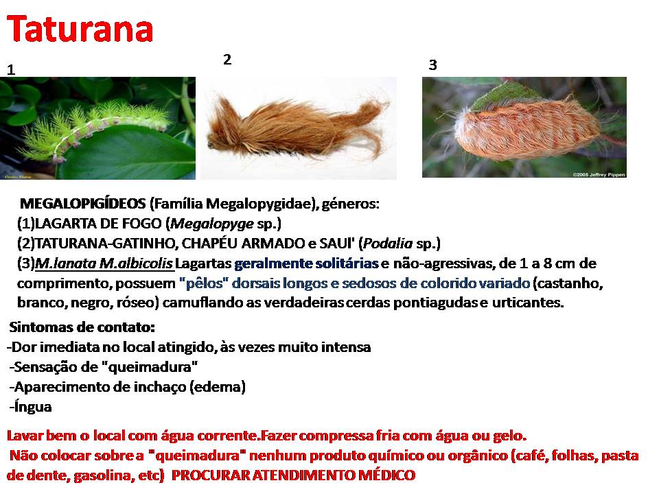 DICAS PELUDAS: LAGARTAS – CUIDADO! ELAS PODEM SER FATAIS PARA VOCÊ E ...
