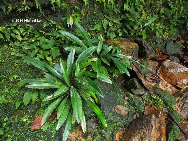 The rainforests of Borneo & Southeast Asia: Adventure at Maligan ...