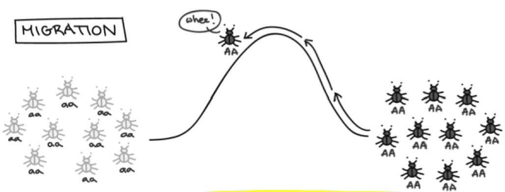 Part 6.1: The One-Island Model of Migration and Water Snakes in Lake Erie