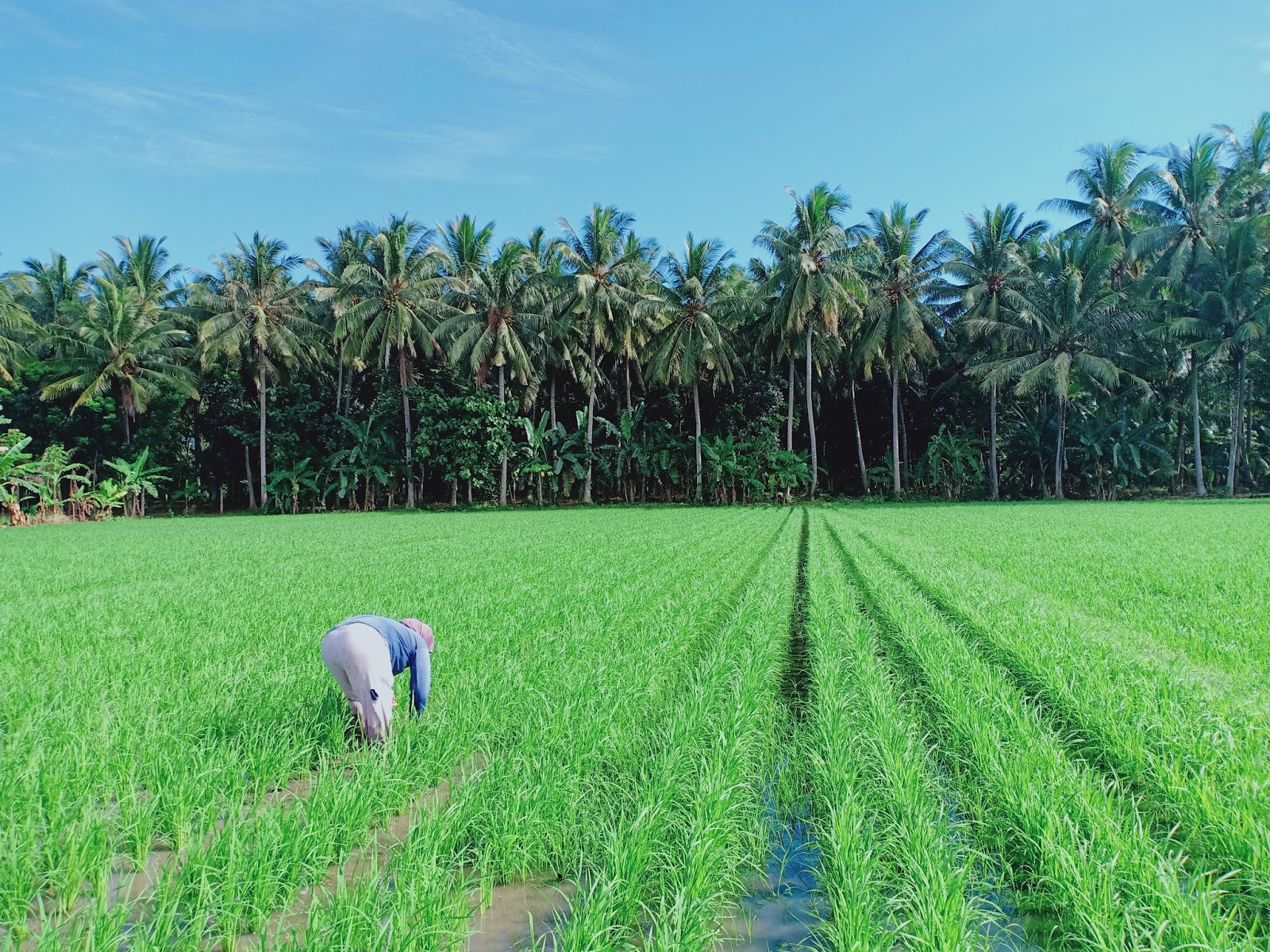 Morfologi & fase vegetatif pada padi