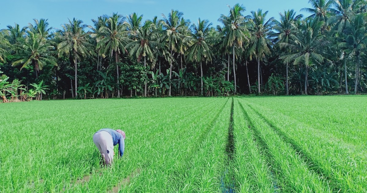 Morfologi & fase vegetatif pada padi