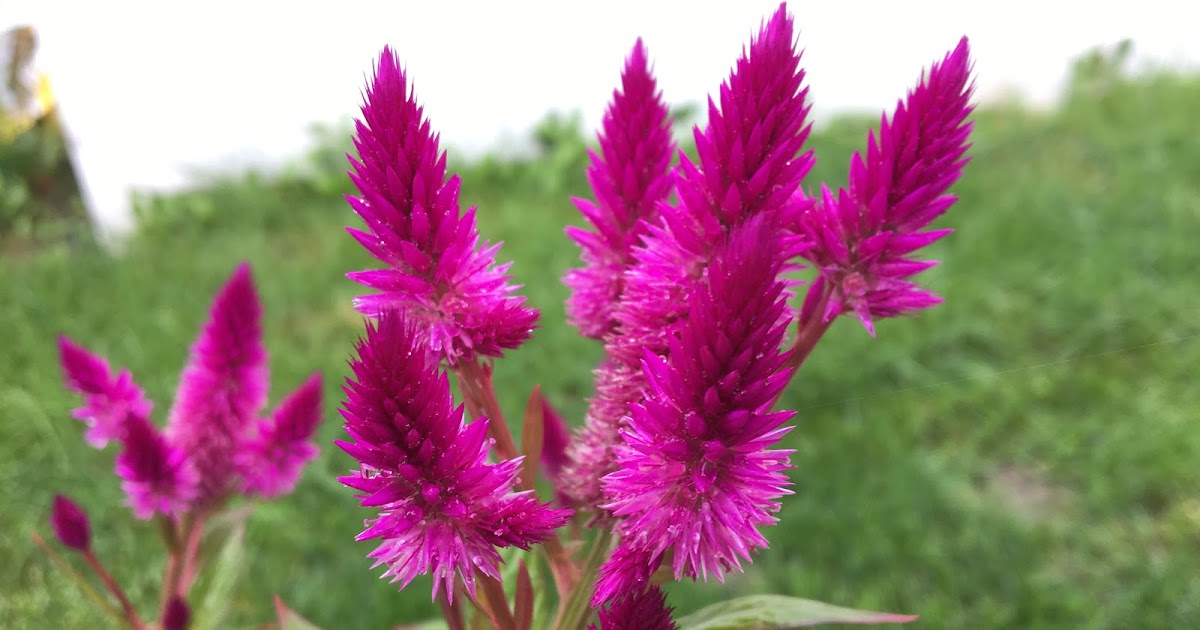 Bright Pink Fiery Feathery Annuals [Backyard Neophyte Landscaping Blog]