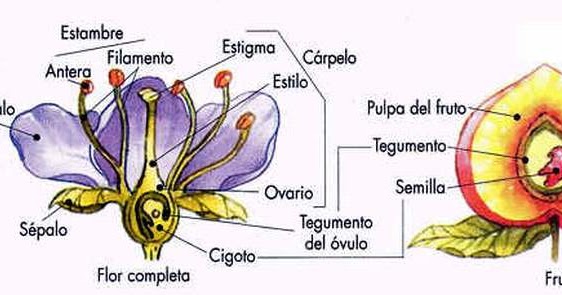 Durazno (Drupa) - Botánica integra