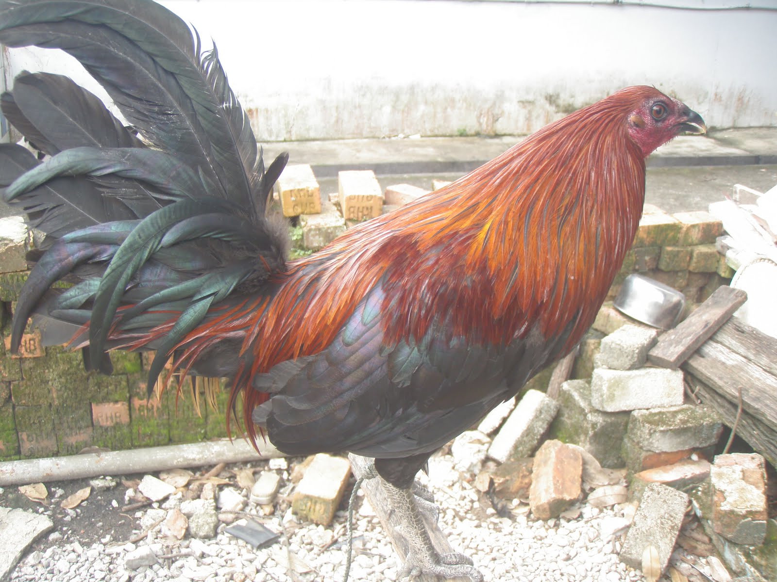 MAYXINZ GAMEFOWLS FARM: NAMA-NAMA MANOK DI SARAWAK