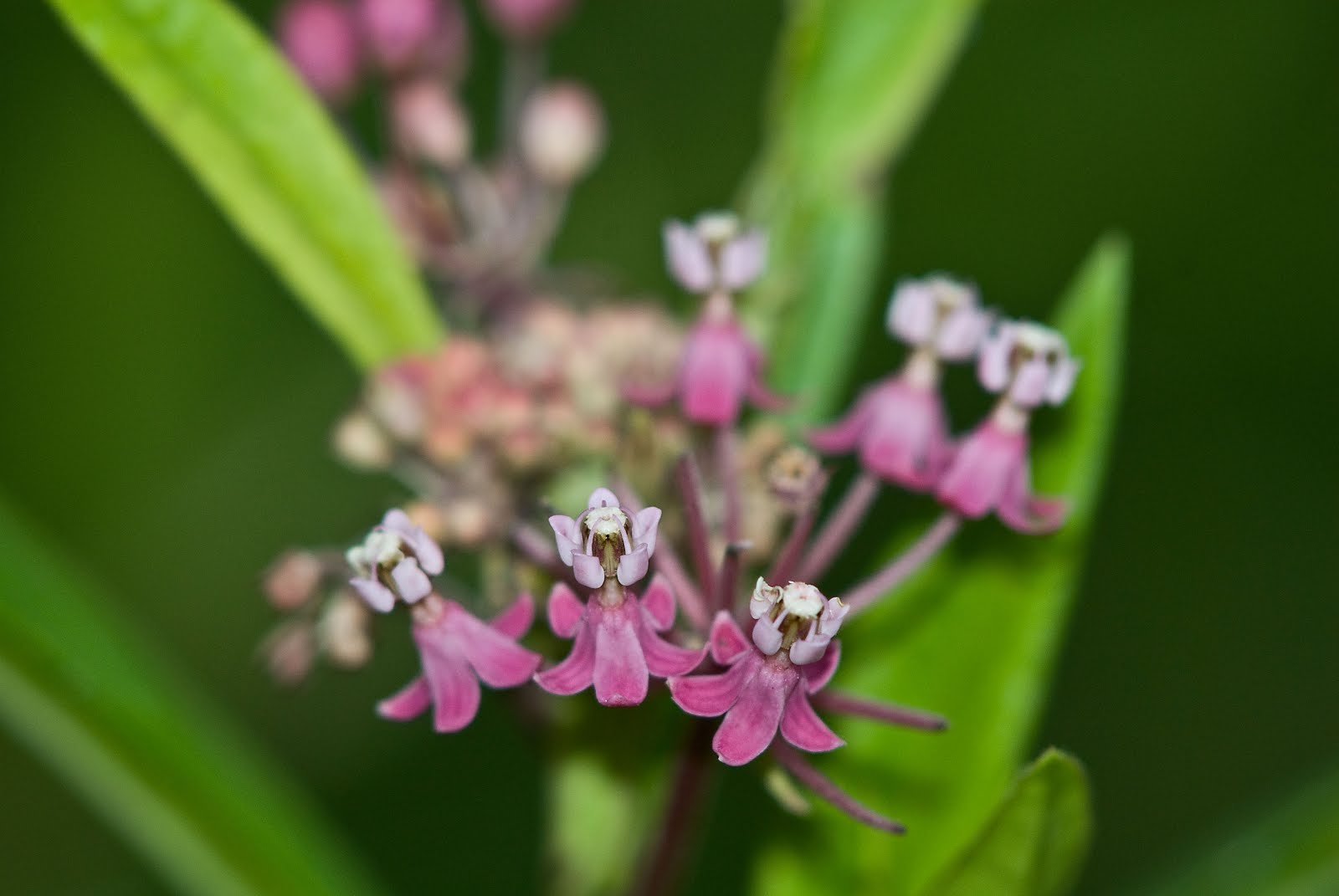 Indiana Plant A Day: Swamp Milkweed