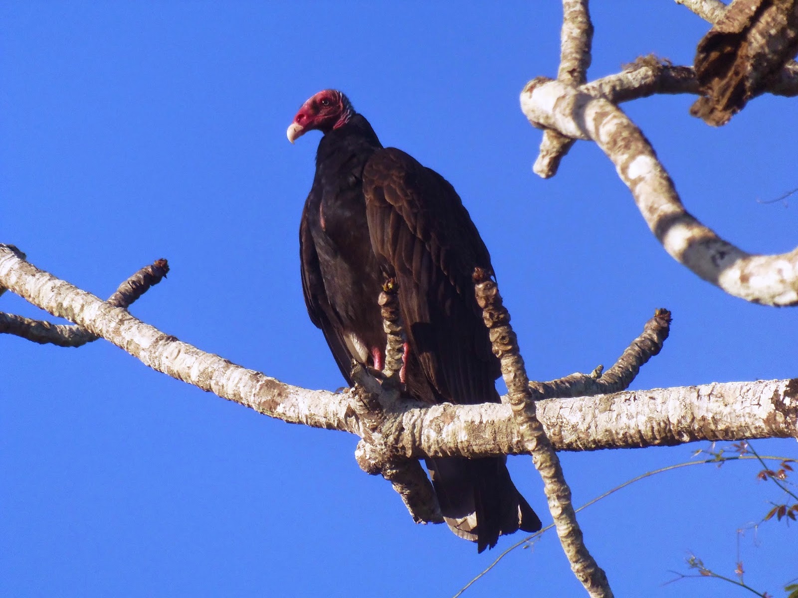 natureza selvagem: Urubu-de-cabeça-vermelha