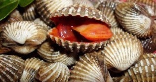 Nama Latin Kerang