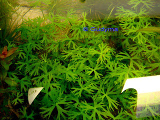 Всё об аквариумных растениях, статьи, фото, продажа: Передний план и ...