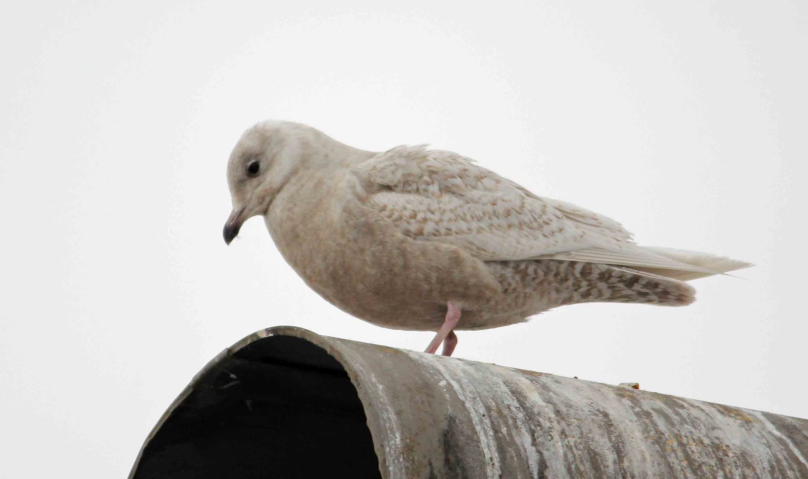 OSLO BIRDER: Something to write about