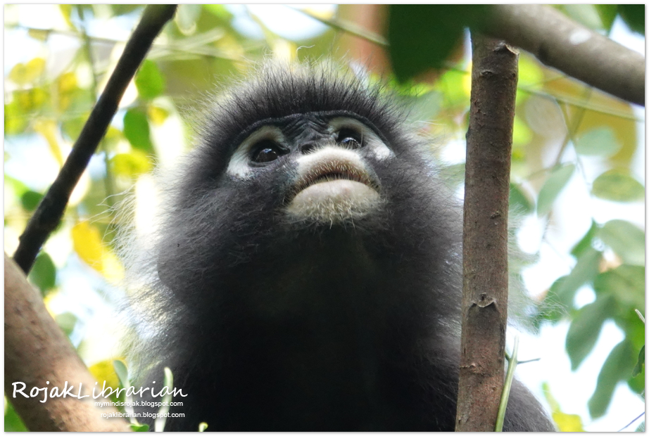 Raffles' Banded Langur (Thomson Nature Park)