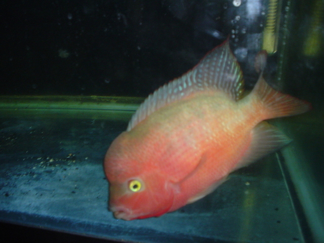 Flowerhorn The Hybrid Cichlids: Louhan Red Monkey
