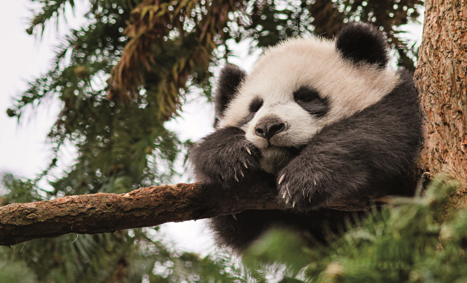 ANIMALS TIME : Panda (Gallery 4)