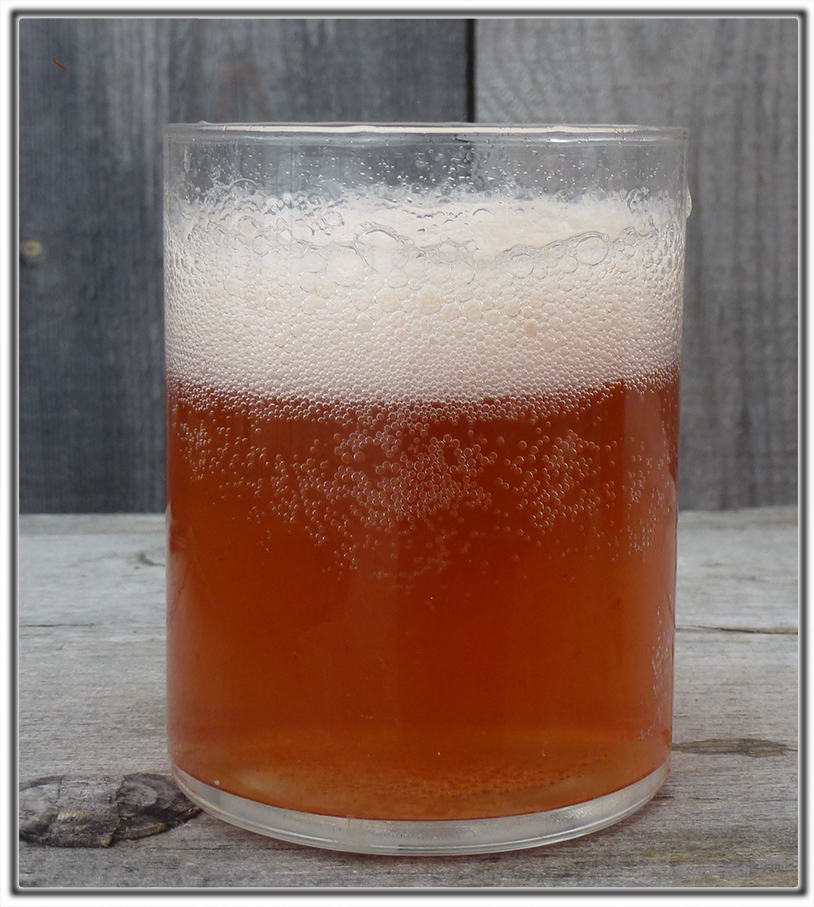 Gör egen kombucha! Scoby svamp till salu, skickas med vanlig post på 1 ...