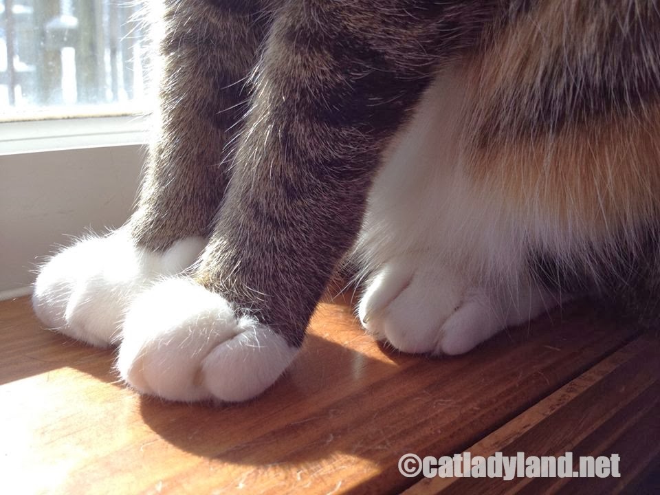 Catladyland: Cats are Funny: Cat Foot Specialist for Hire