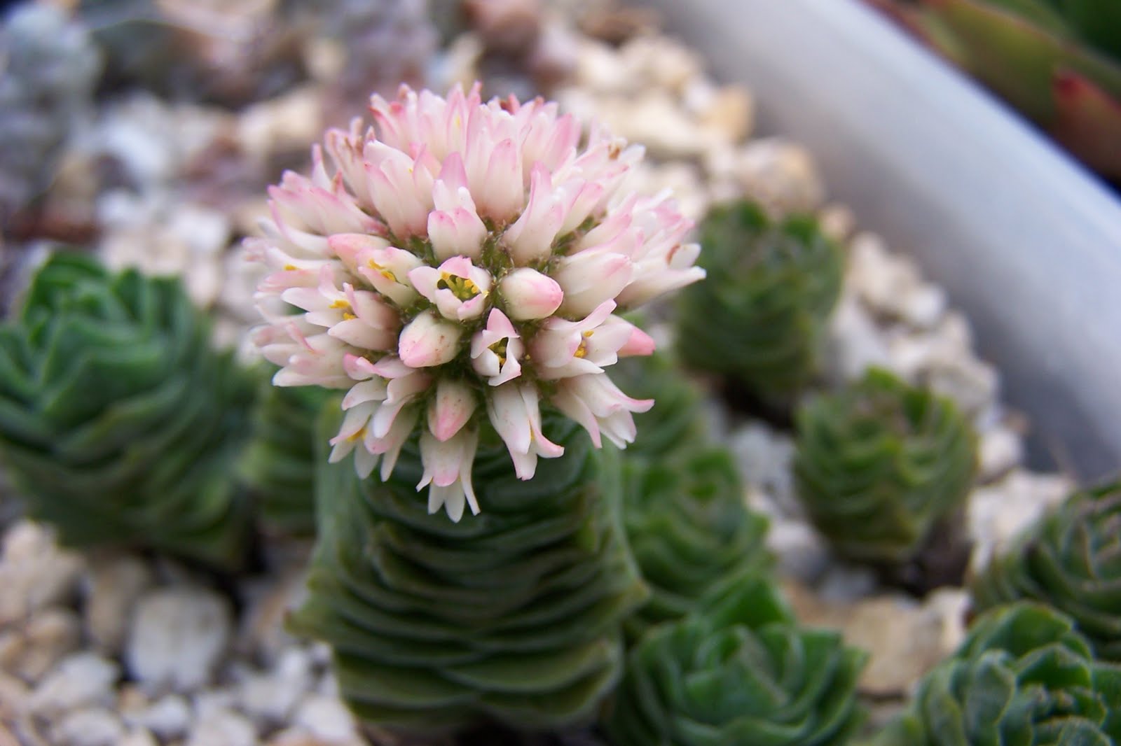 Oregon Cactus Blog: Crassula 'Buddha's Temple'