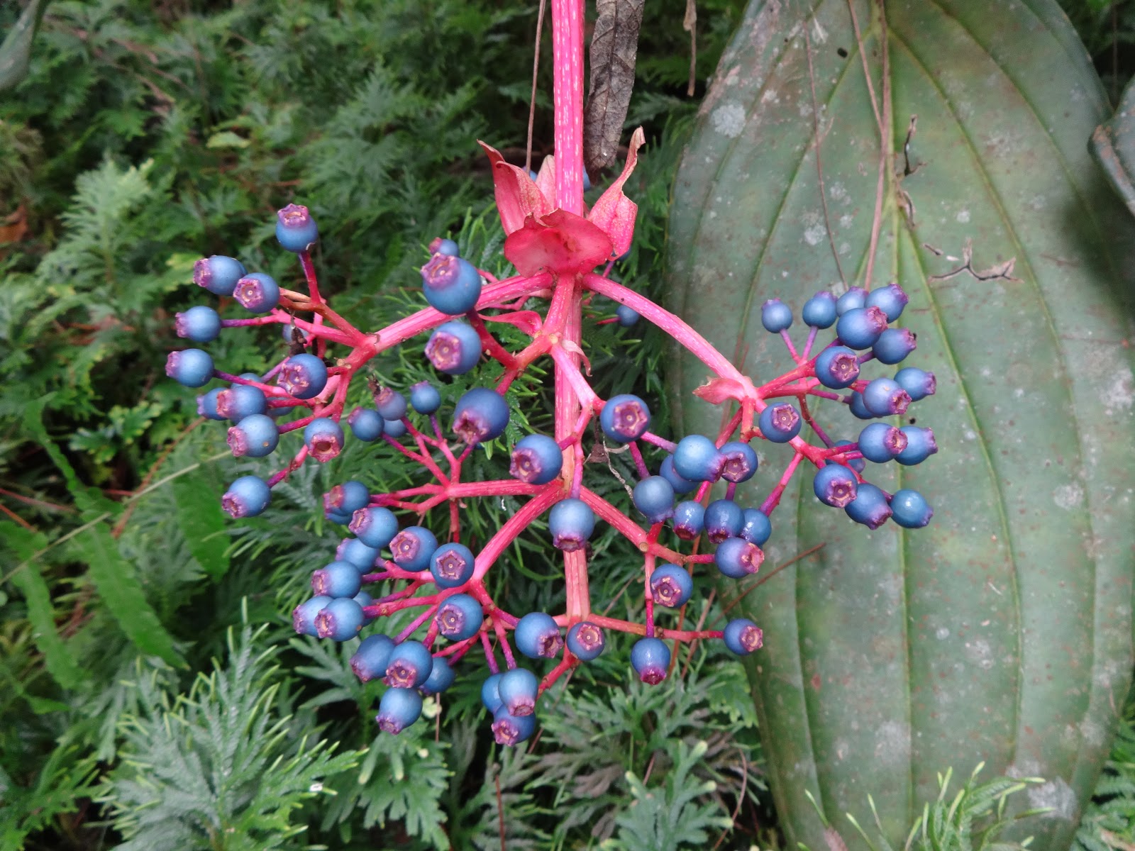 Herbs from Distant Lands: Medinilla magnifica, Medinilla pendula ...