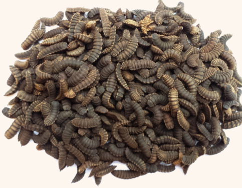 Lalat Tentara Hitam / Ulat Pemakan Sampah