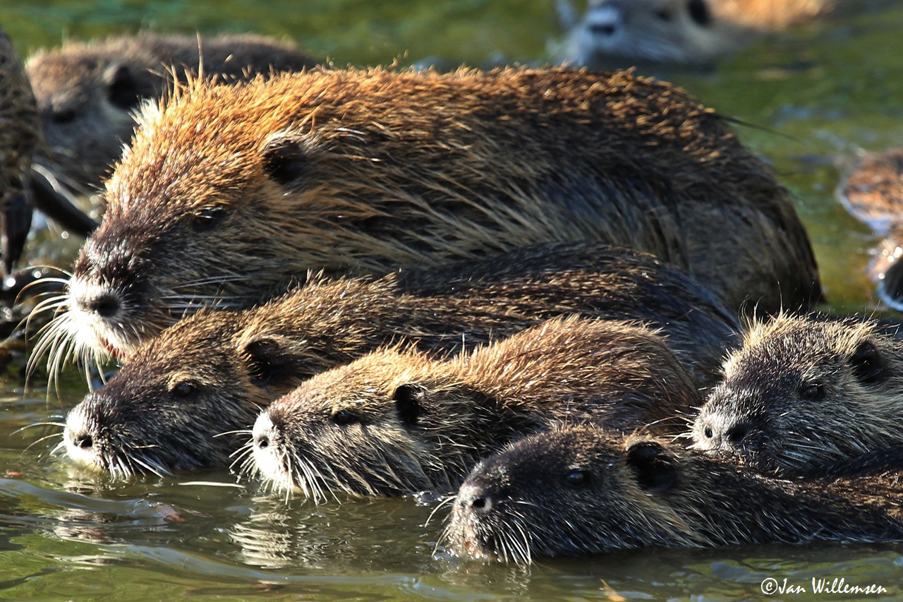 Jan Willemsen Fotografie: ZOO Dierenrijk Nuenen